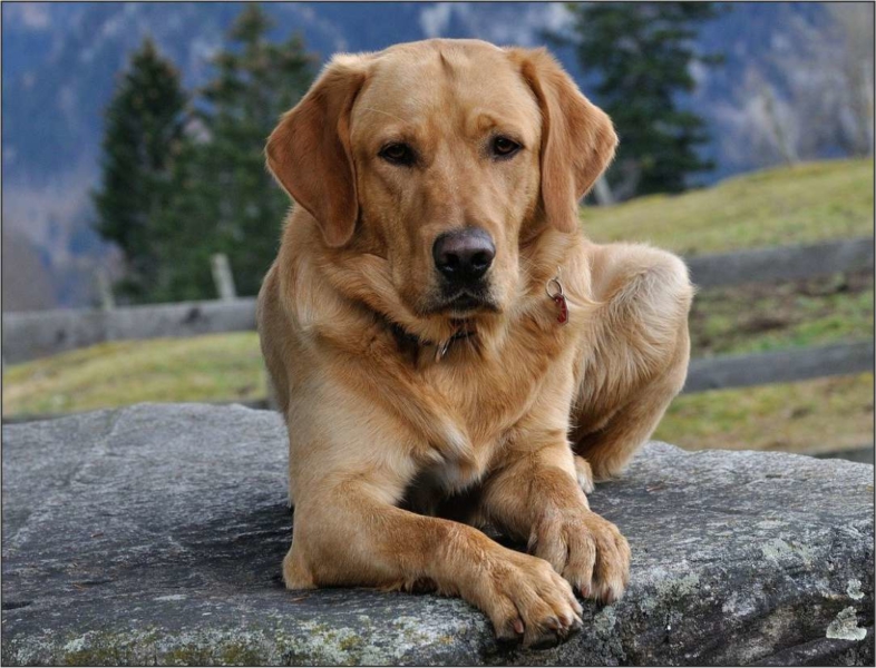 Labrador retriever, Fichas de razas. - El mundo de los Gatos y Perros